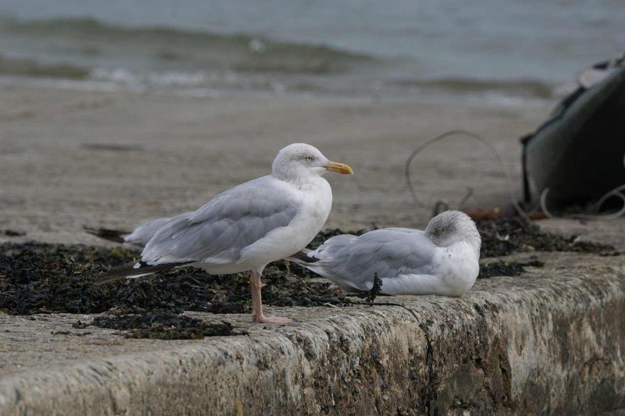 Les Mouettes s’envolent pour quelques semaines… - Camping les Mouettes ...